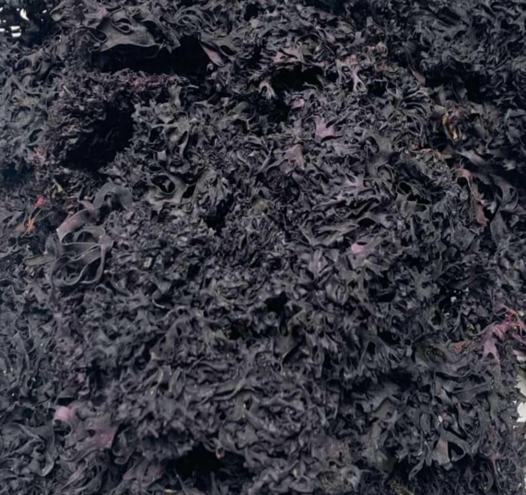 CHONDRUS CRISÙS / MUSGO IRLANDES / IRISH MOSS Proveedor Perú | Precio ...