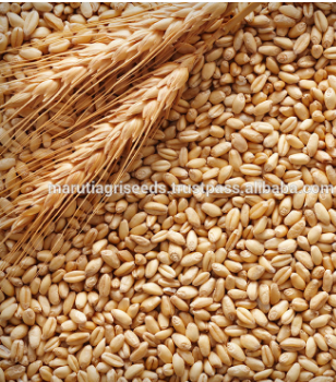 Semillas de Cebada Proveedor Perú | Precio de Venta